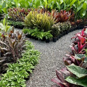 The Ultimate Guide to Native WA Plants for Perth Gardens